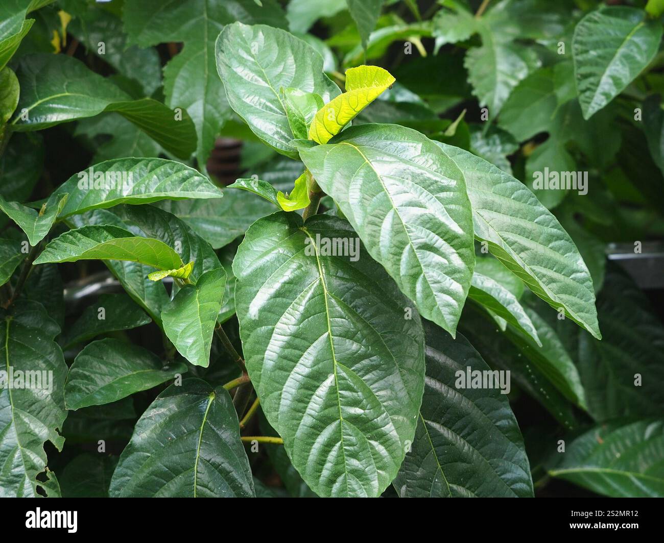 Milk Tree (Ficus benguetensis Stock Photo - Alamy