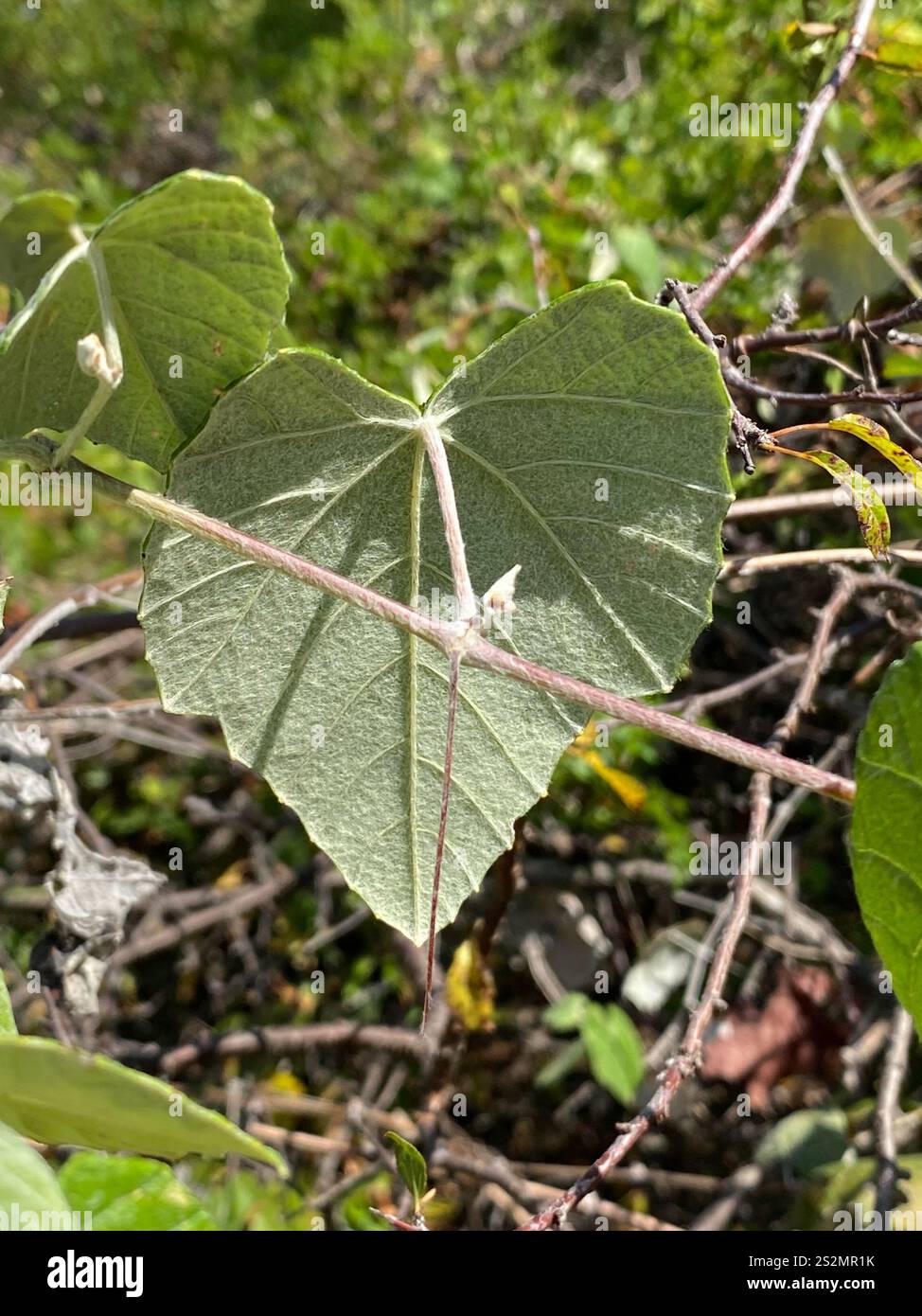 mustang grape (Vitis mustangensis Stock Photo - Alamy