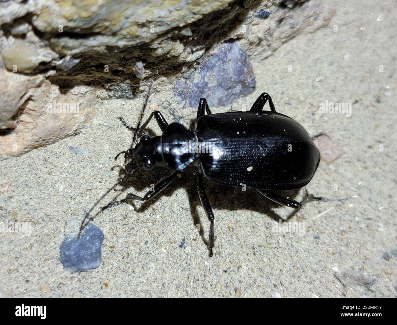 Caterpillar-hunter Beetles (Calosoma Stock Photo - Alamy