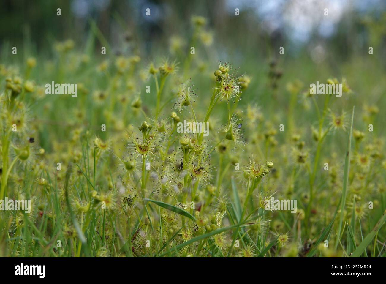 Grassland Sundew (Drosera hookeri Stock Photo - Alamy