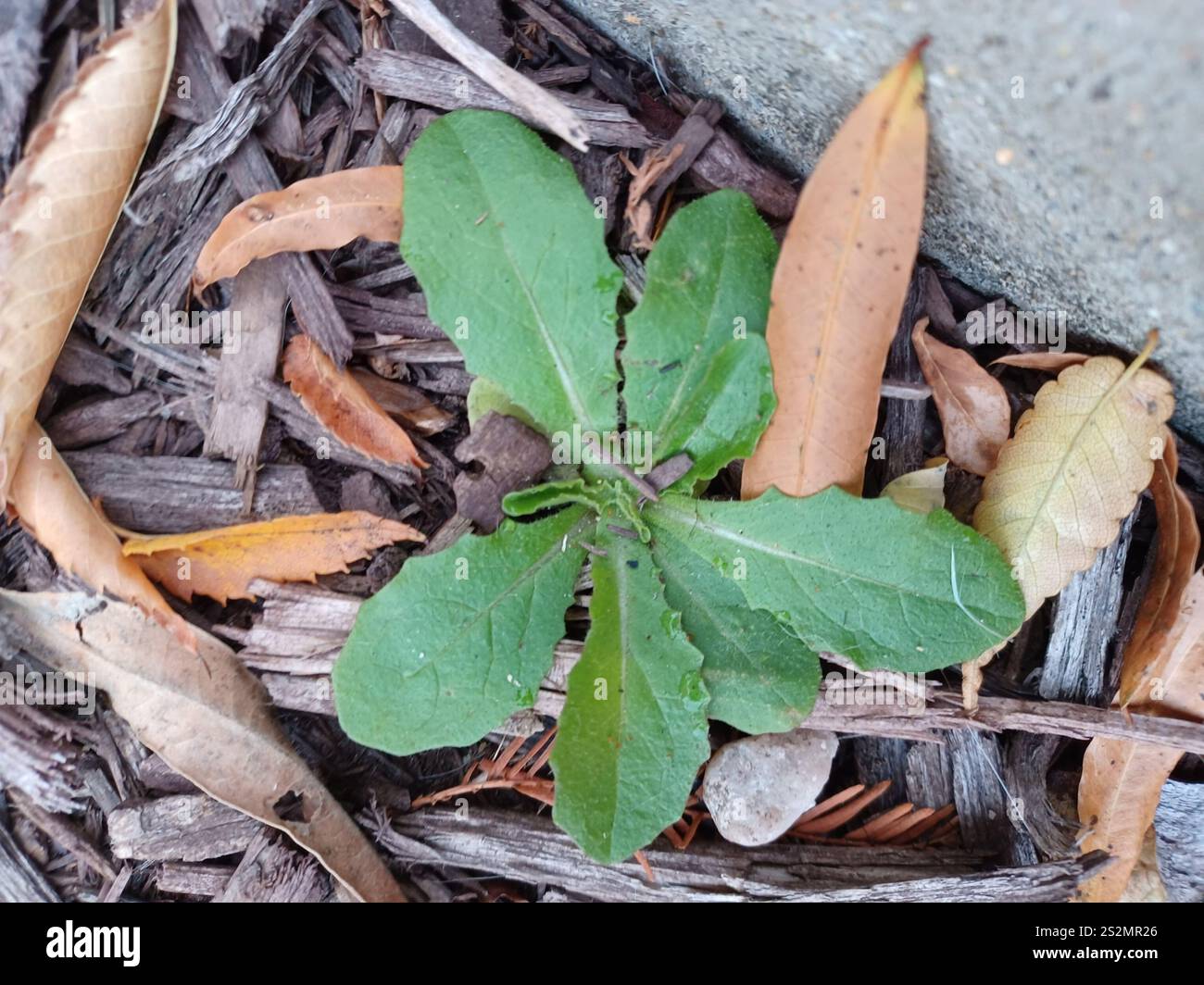 Lettuce, Chicory, Dandelion and Salsify Tribe (Cichorieae Stock Photo ...
