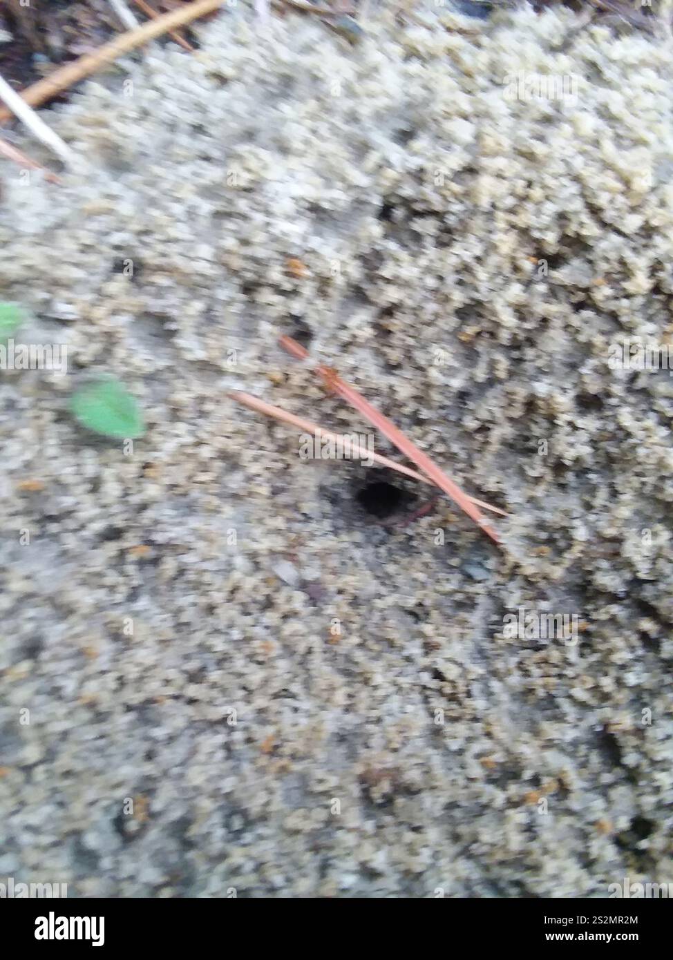 Buren's Pyramid Ant (Dorymyrmex bureni Stock Photo - Alamy