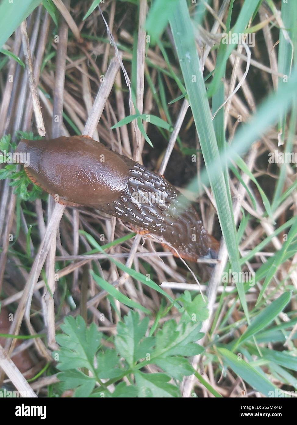 Spanish Slug (Arion vulgaris Stock Photo - Alamy