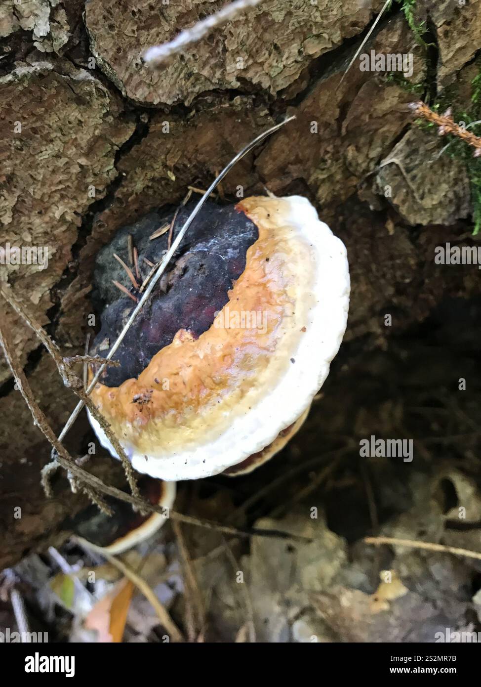Red-banded Polypore (Fomitopsis pinicola Stock Photo - Alamy