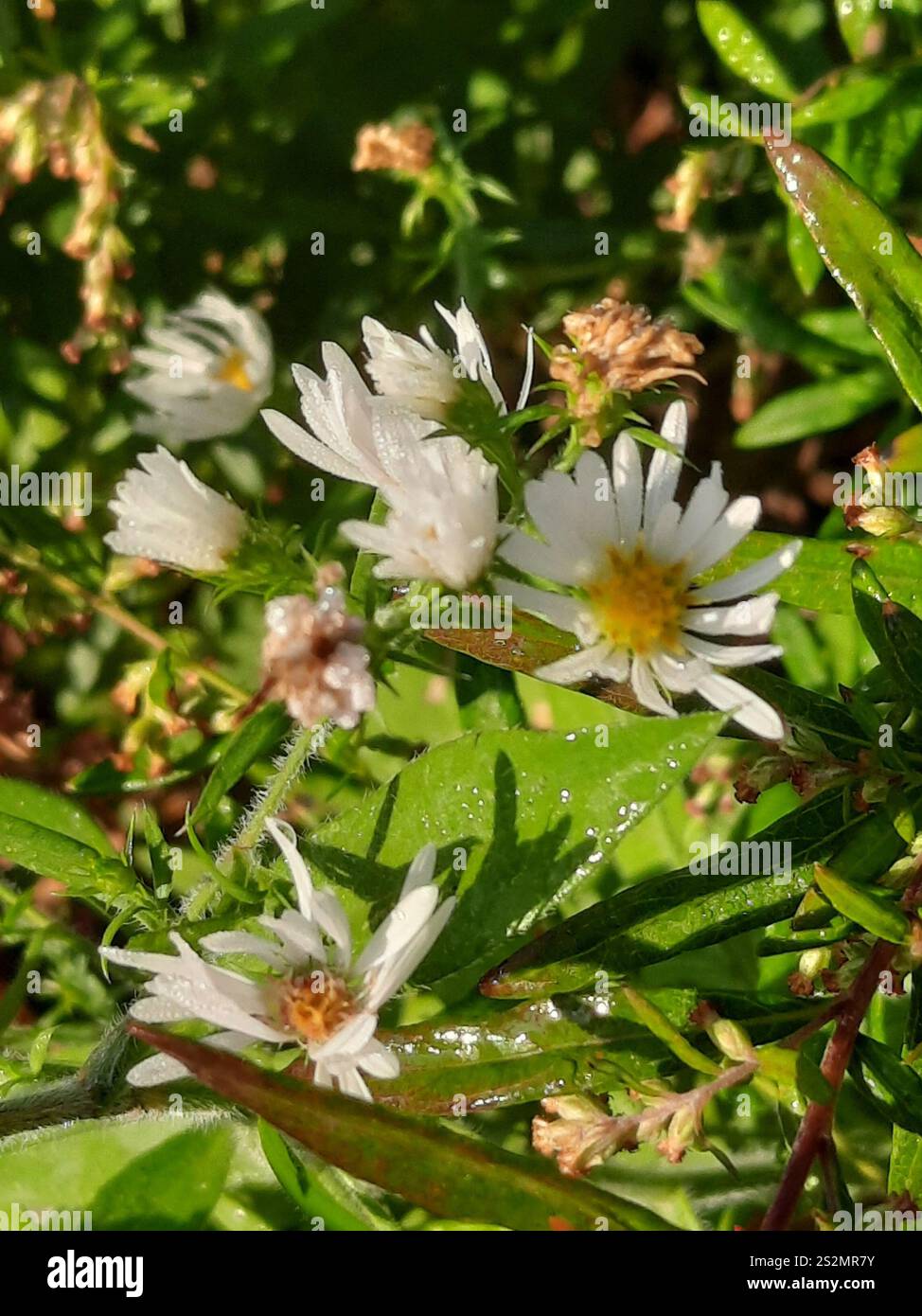 panicled aster (Symphyotrichum lanceolatum Stock Photo - Alamy