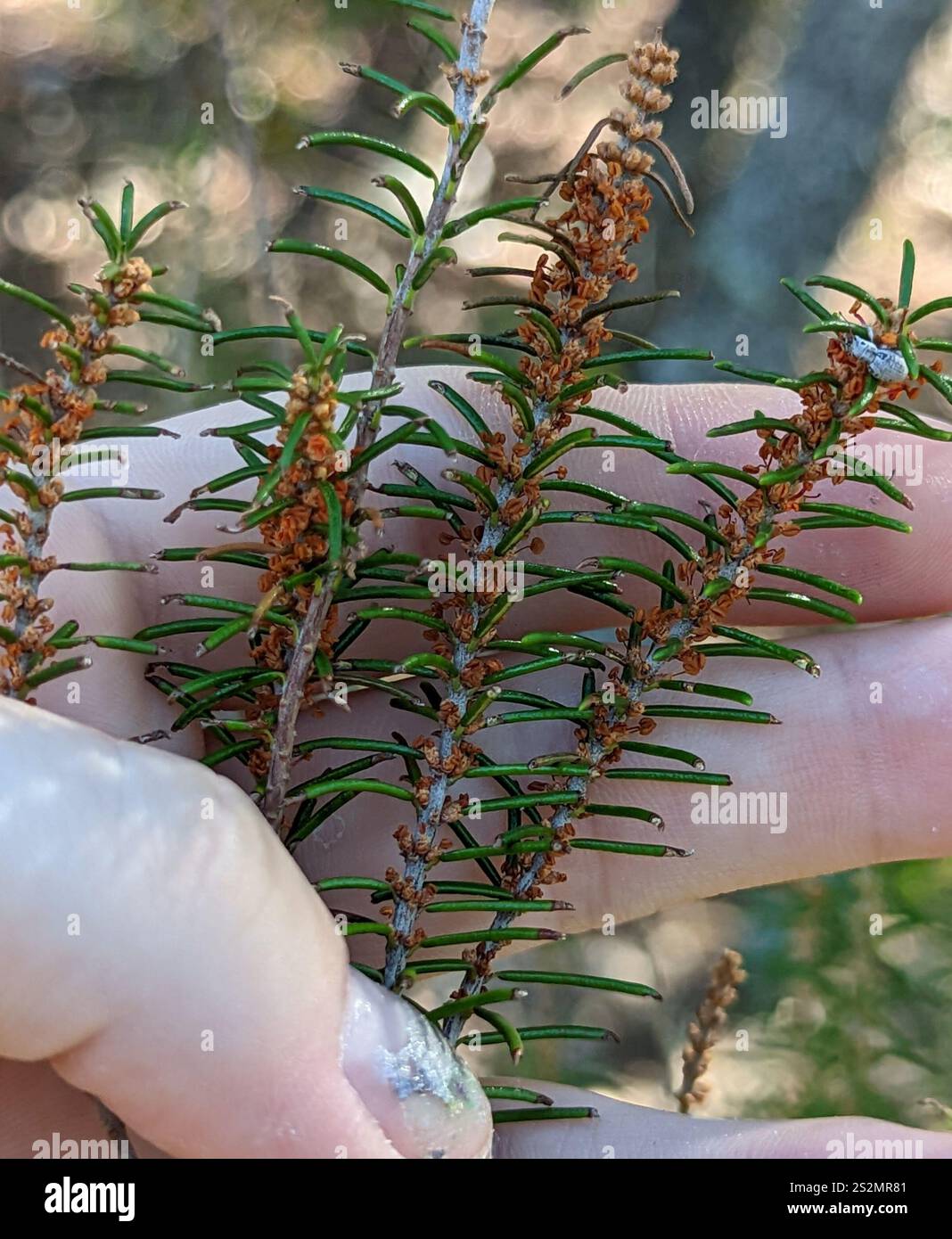 Florida rosemary (Ceratiola ericoides Stock Photo - Alamy
