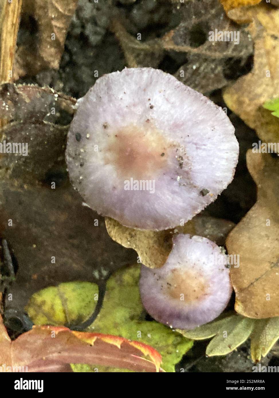 Lilac Fibrecap (Inocybe lilacina Stock Photo - Alamy