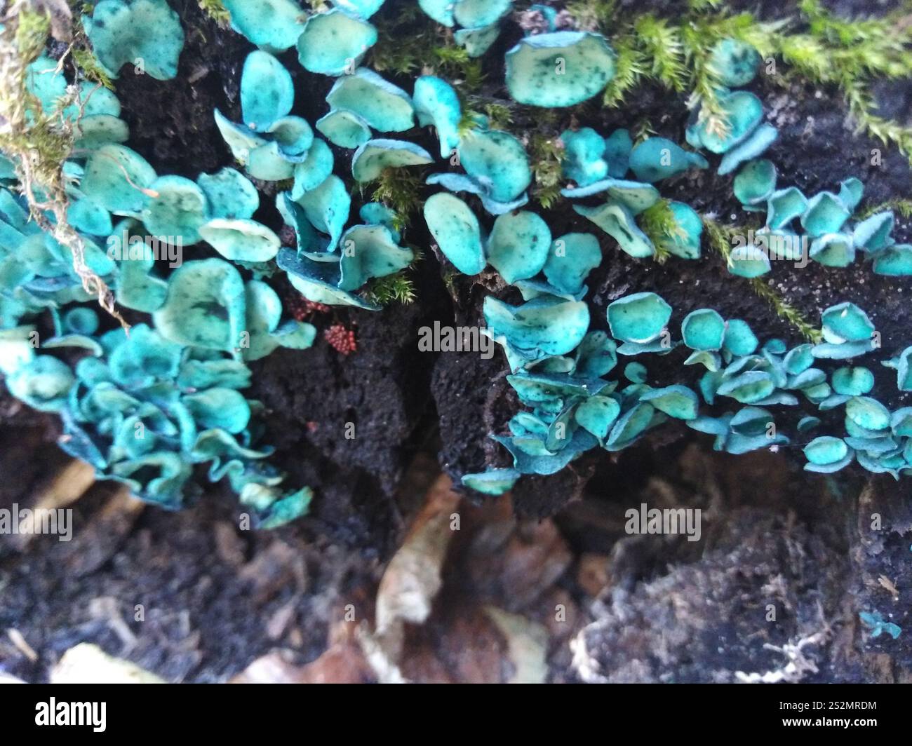 Green Wood Cup (Chlorociboria aeruginascens Stock Photo - Alamy