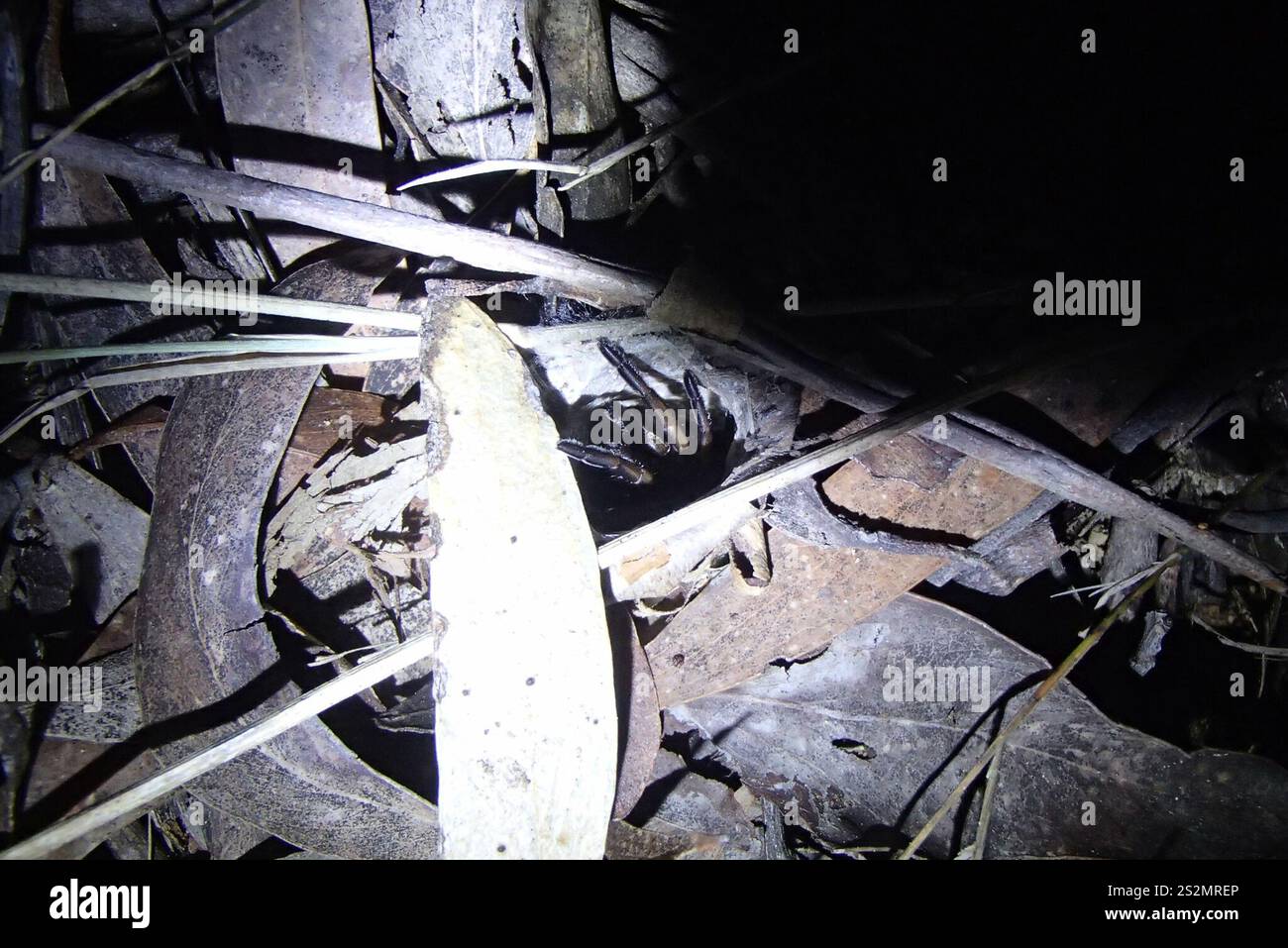 Brown Trapdoor Spiders (Arbanitis Stock Photo - Alamy