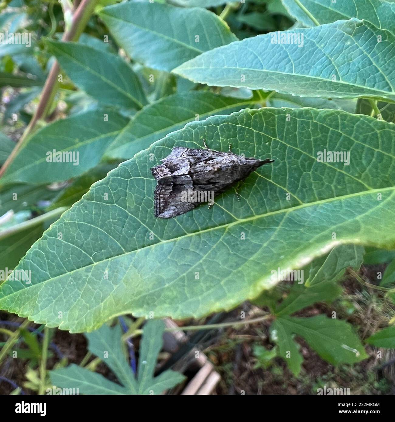 Green Cloverworm Moth (Hypena scabra Stock Photo - Alamy