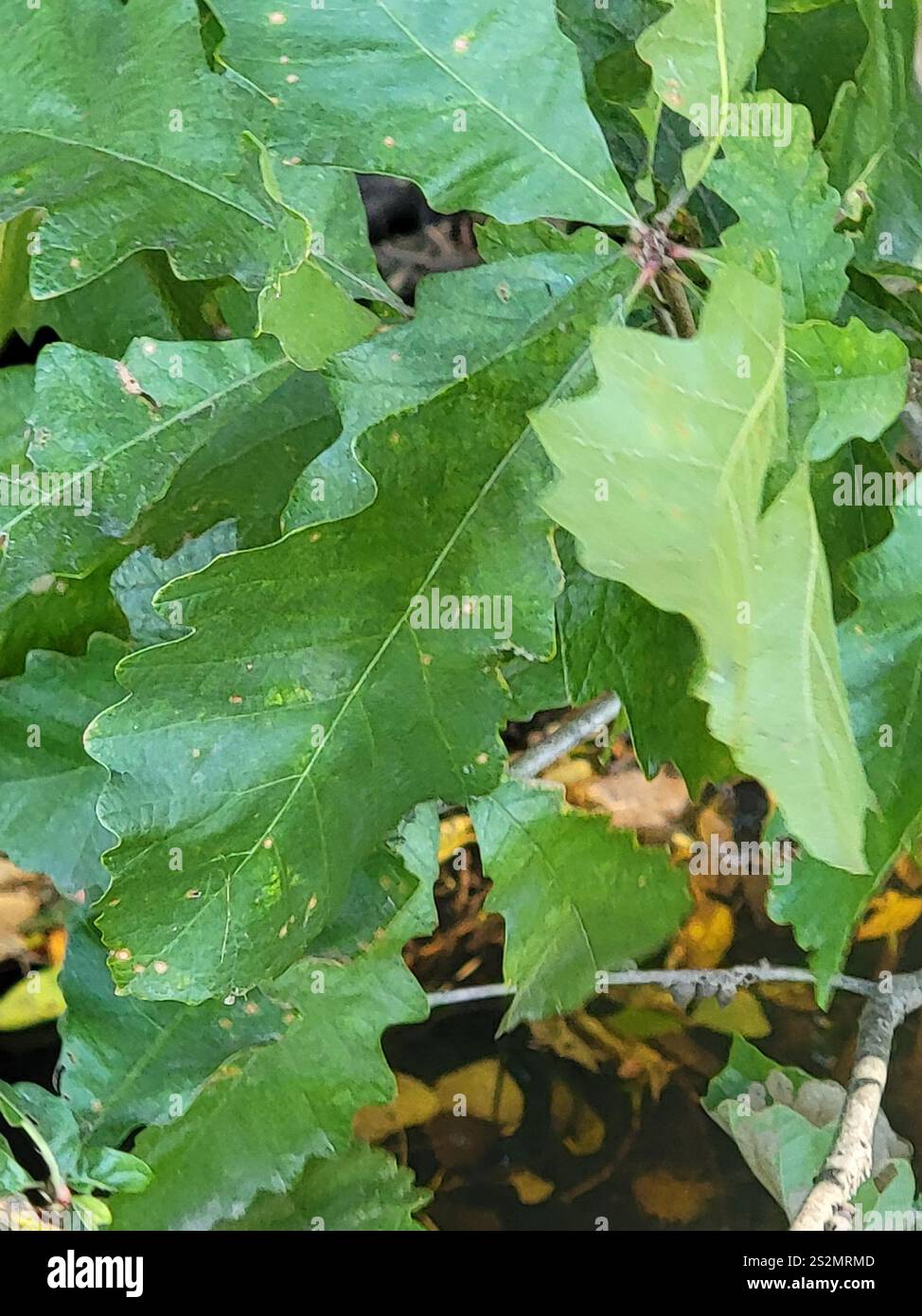 swamp white oak (Quercus bicolor Stock Photo - Alamy