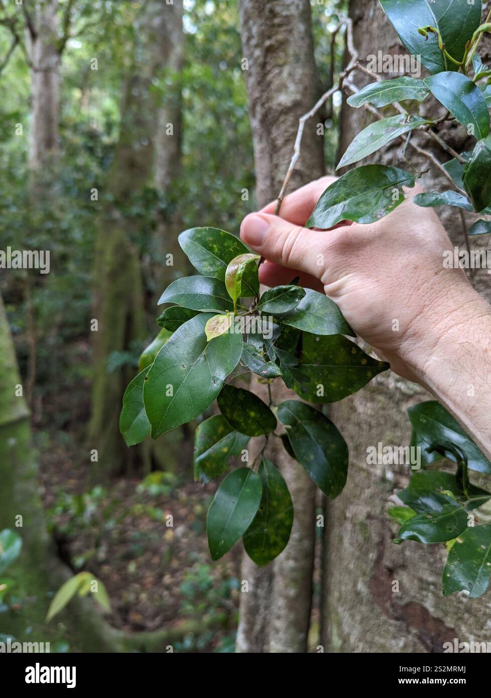 Domatia Tree (Endiandra discolor Stock Photo - Alamy