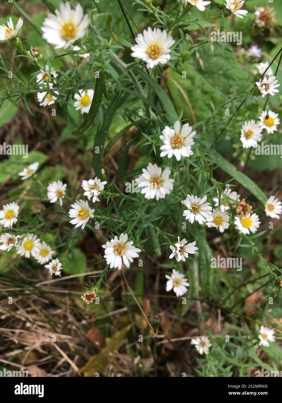 hairy white oldfield aster (Symphyotrichum pilosum Stock Photo - Alamy