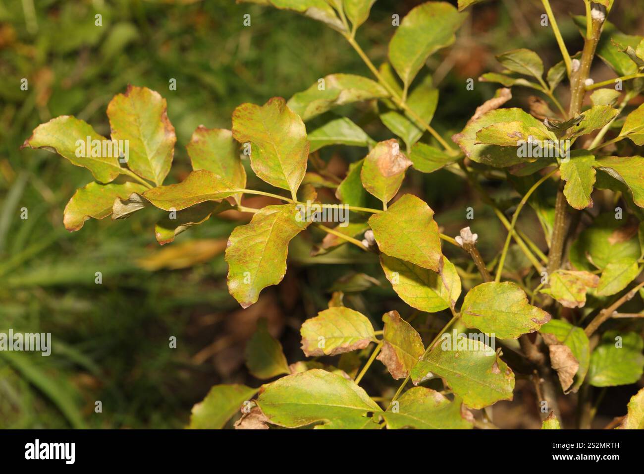 Manna ash (Fraxinus ornus Stock Photo - Alamy