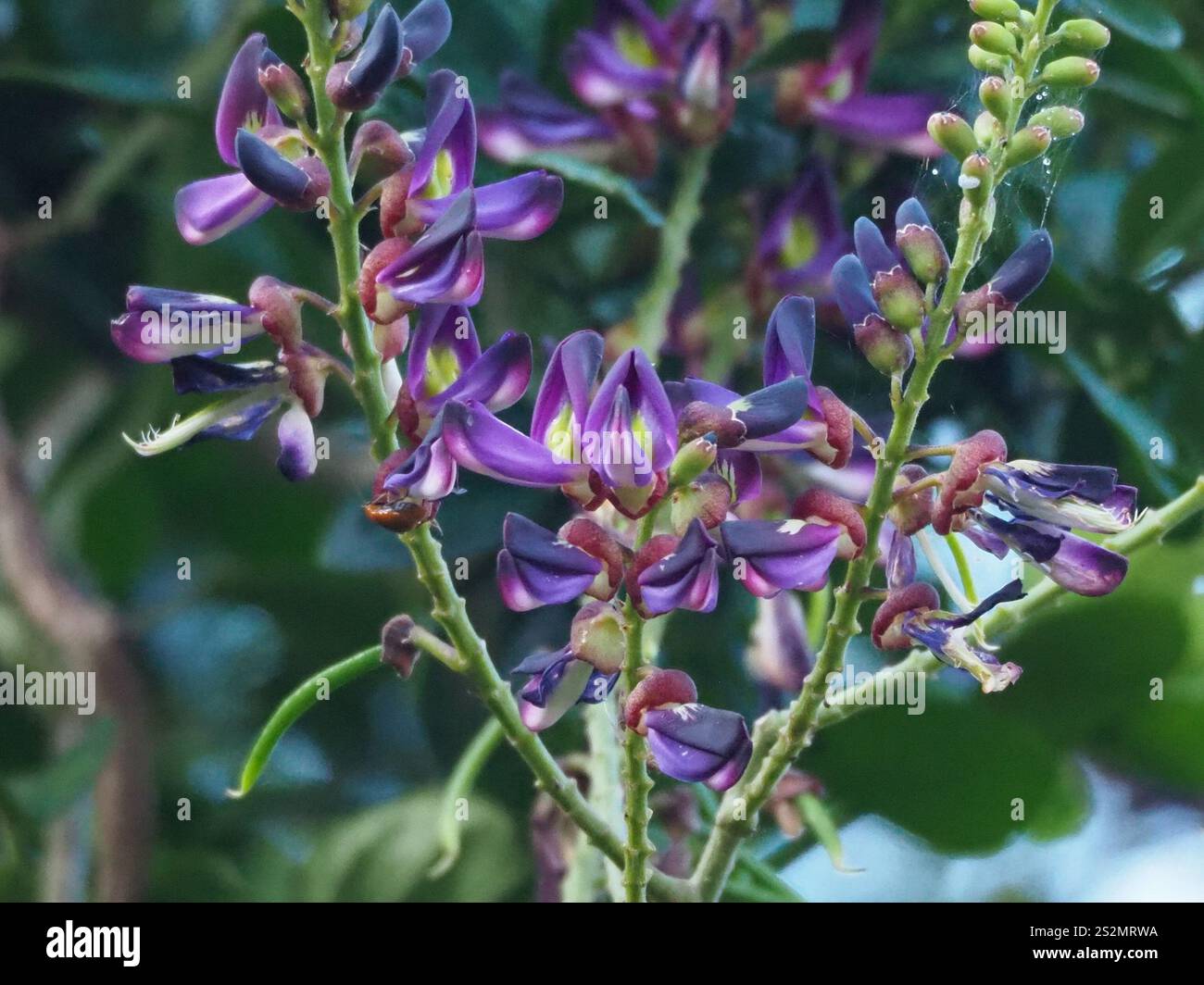 Evergreen Wisteria (Wisteriopsis reticulata Stock Photo - Alamy