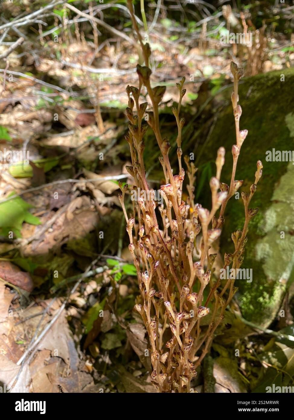 Beechdrops (Epifagus virginiana Stock Photo - Alamy