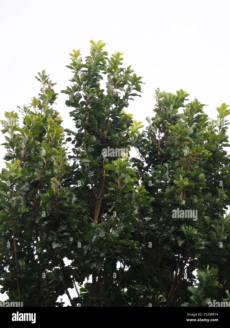 Oriental white oak (Quercus aliena Stock Photo - Alamy