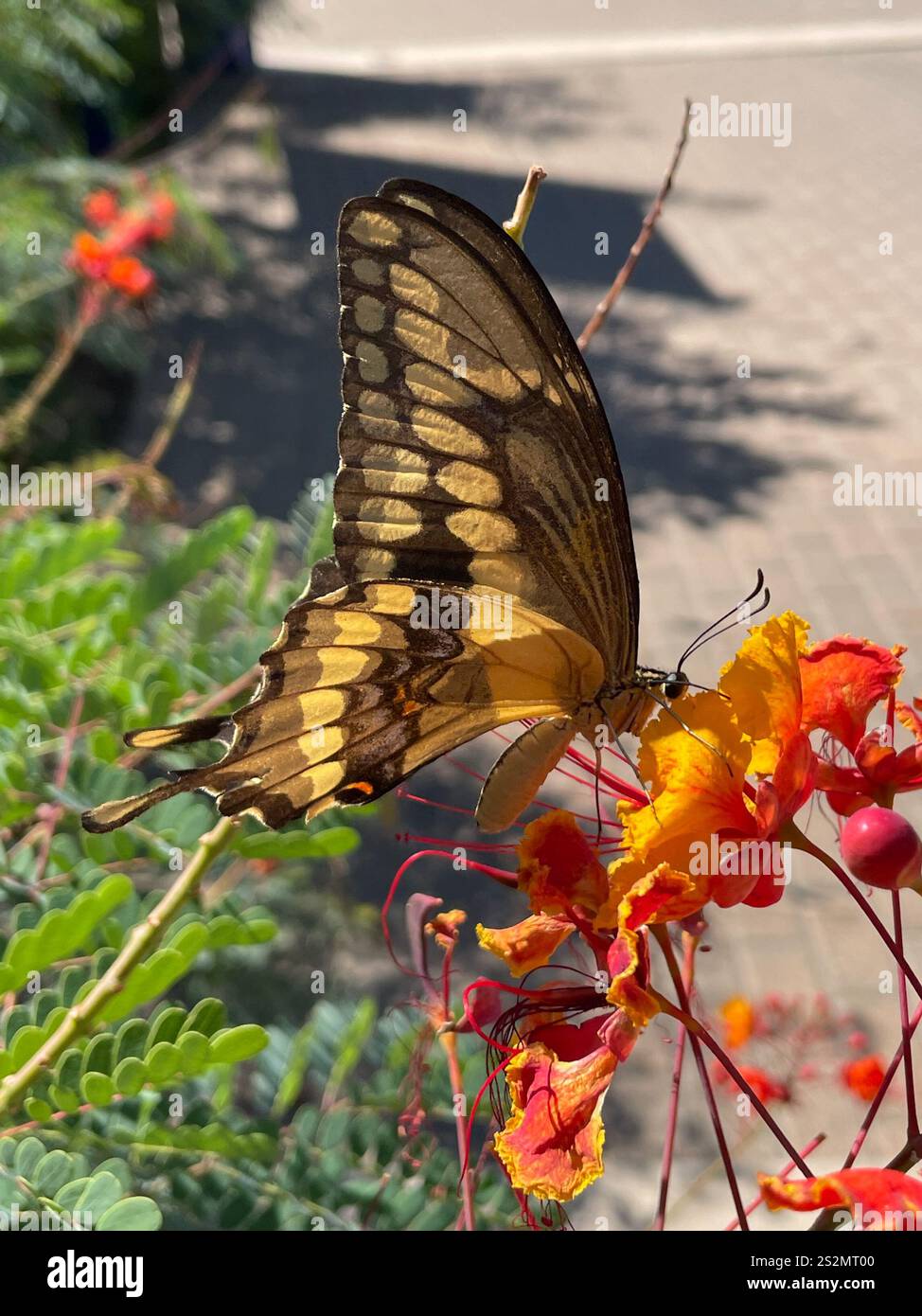 Western Giant Swallowtail (Heraclides rumiko Stock Photo - Alamy