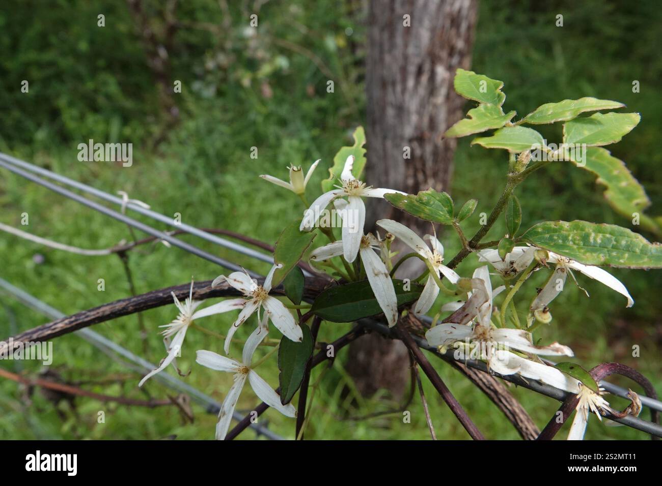 Australian Clematis (Clematis aristata Stock Photo - Alamy