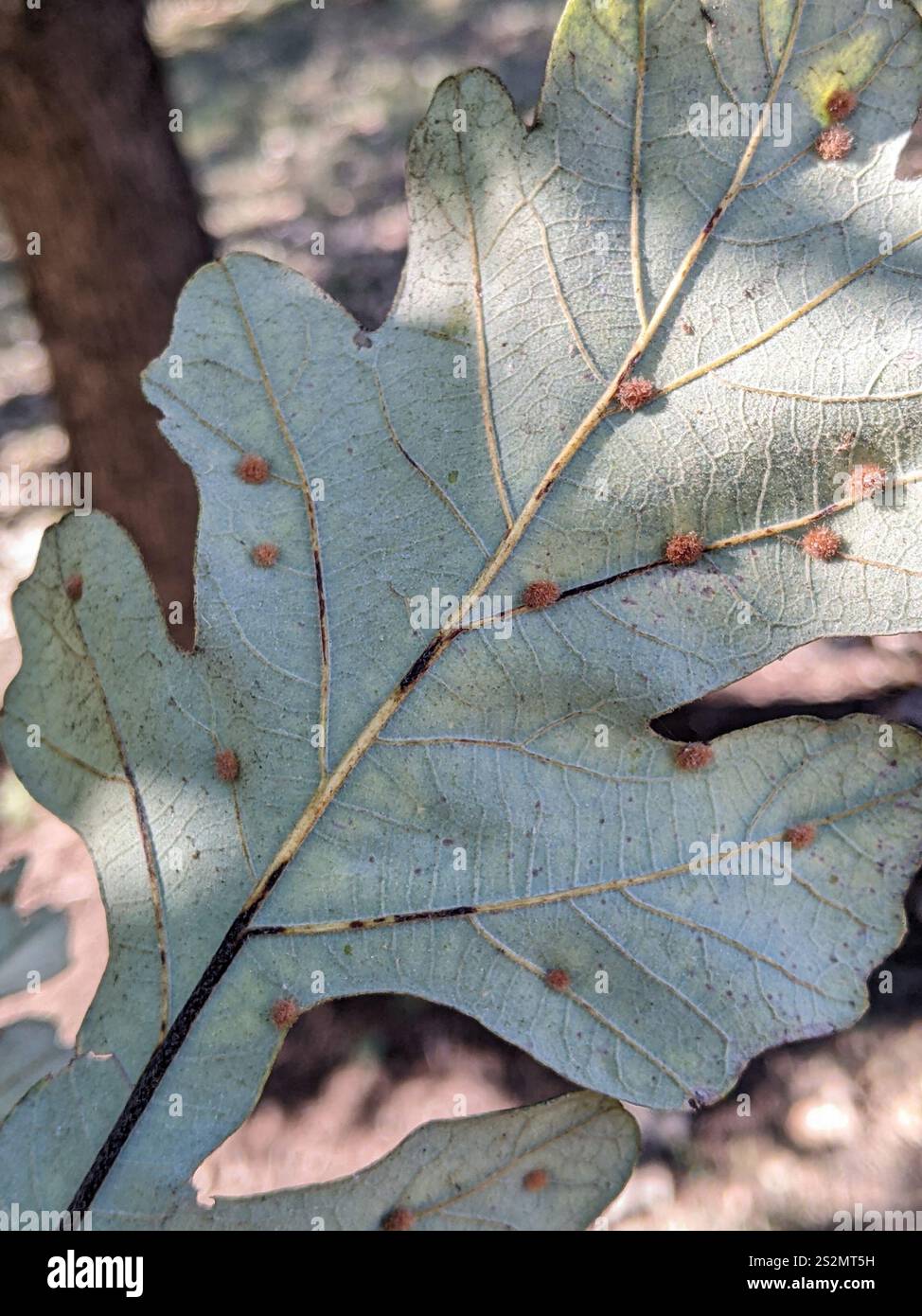 oak flake gall wasp (Neuroterus quercusverrucarum Stock Photo - Alamy