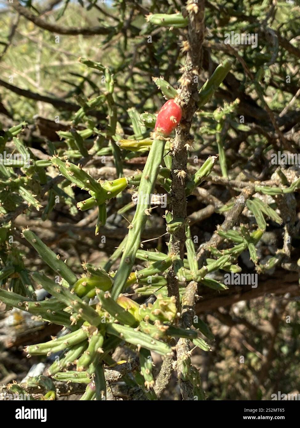 Christmas cholla (Cylindropuntia leptocaulis Stock Photo - Alamy