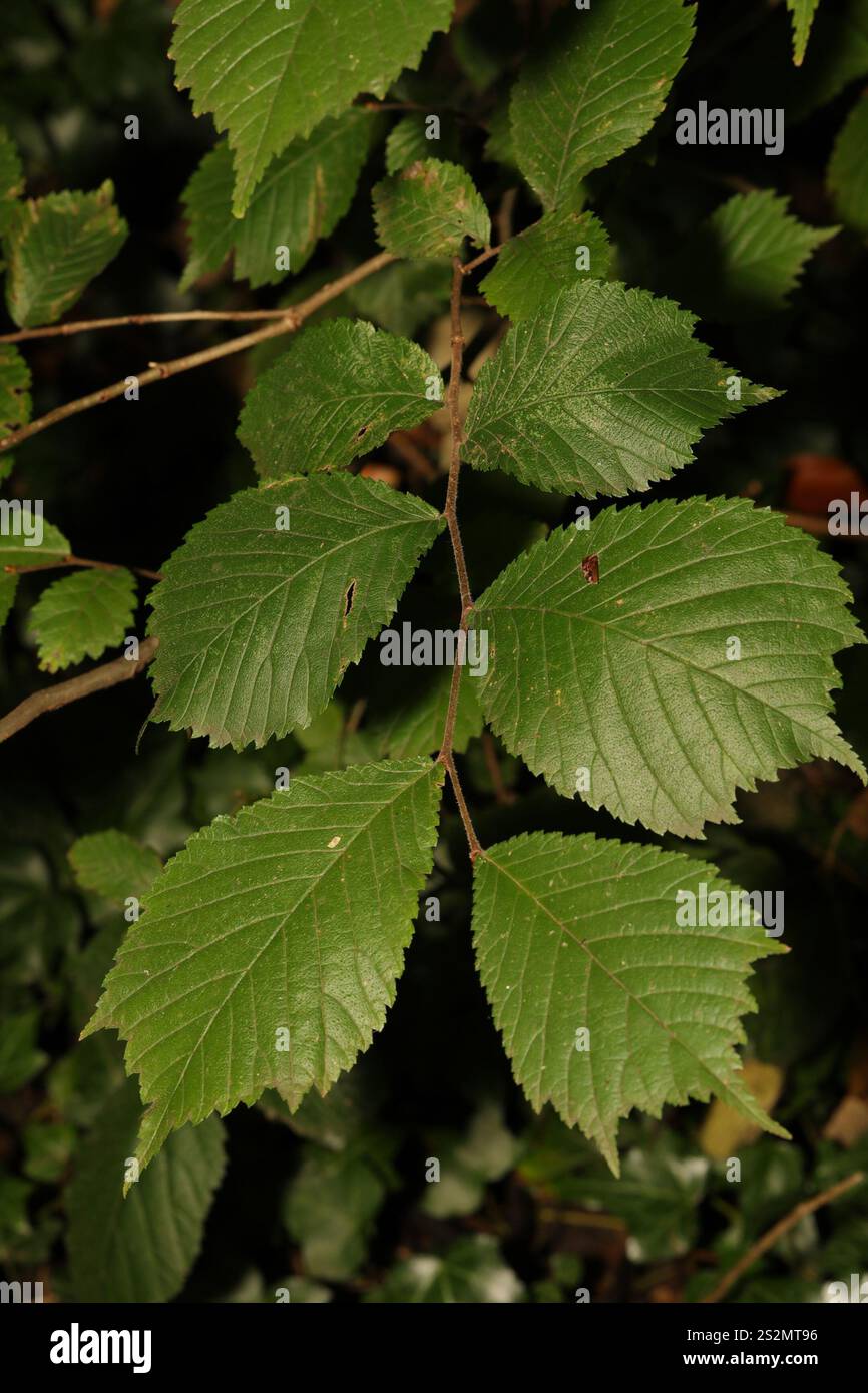 Wych Elm (Ulmus glabra Stock Photo - Alamy