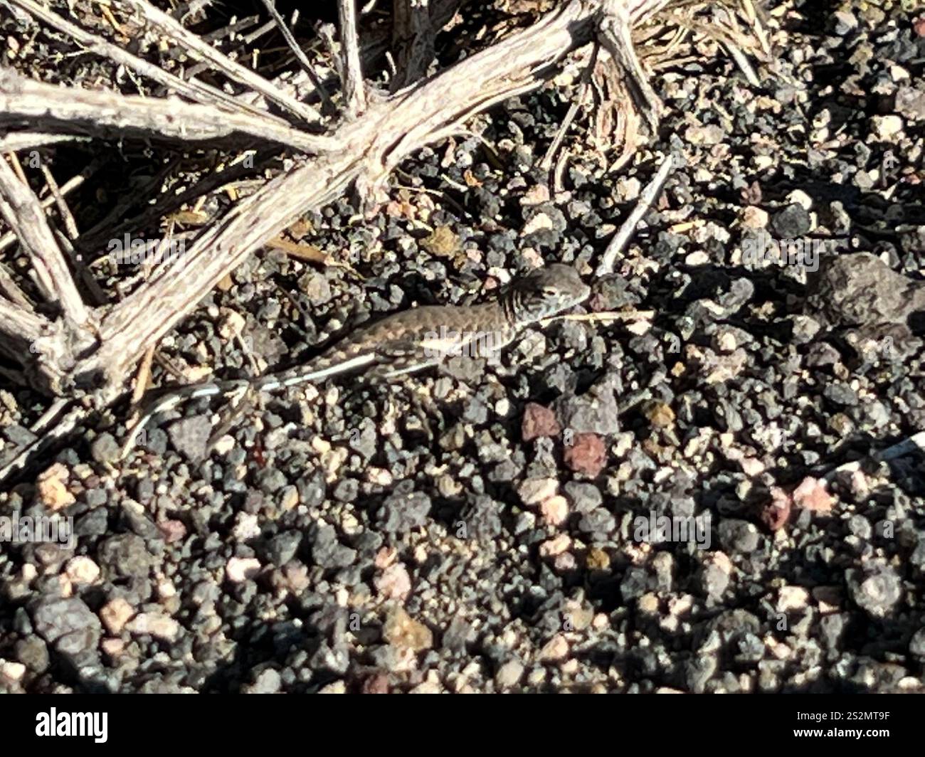 Zebra-tailed Lizard (Callisaurus draconoides Stock Photo - Alamy