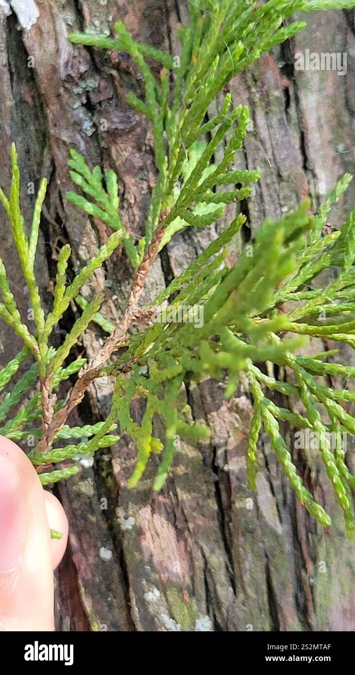 Atlantic white cedar (Chamaecyparis thyoides Stock Photo - Alamy