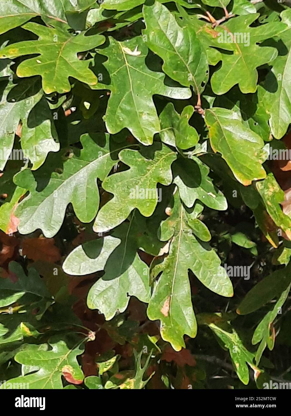 white oak (Quercus alba Stock Photo - Alamy