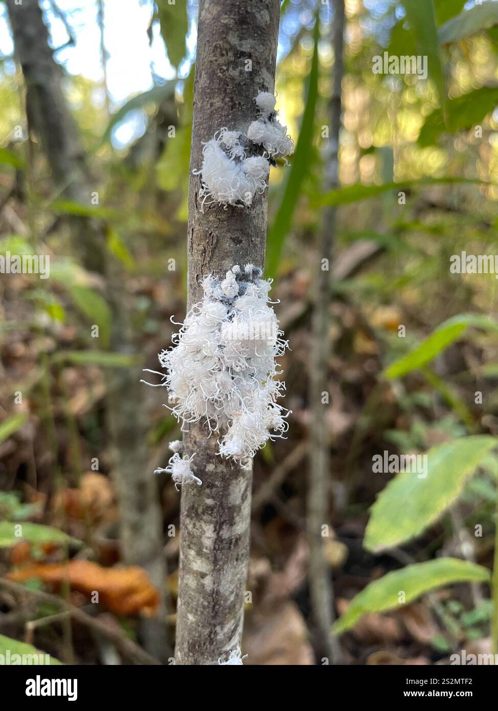 Woolly Alder Aphid (Prociphilus tessellatus Stock Photo - Alamy