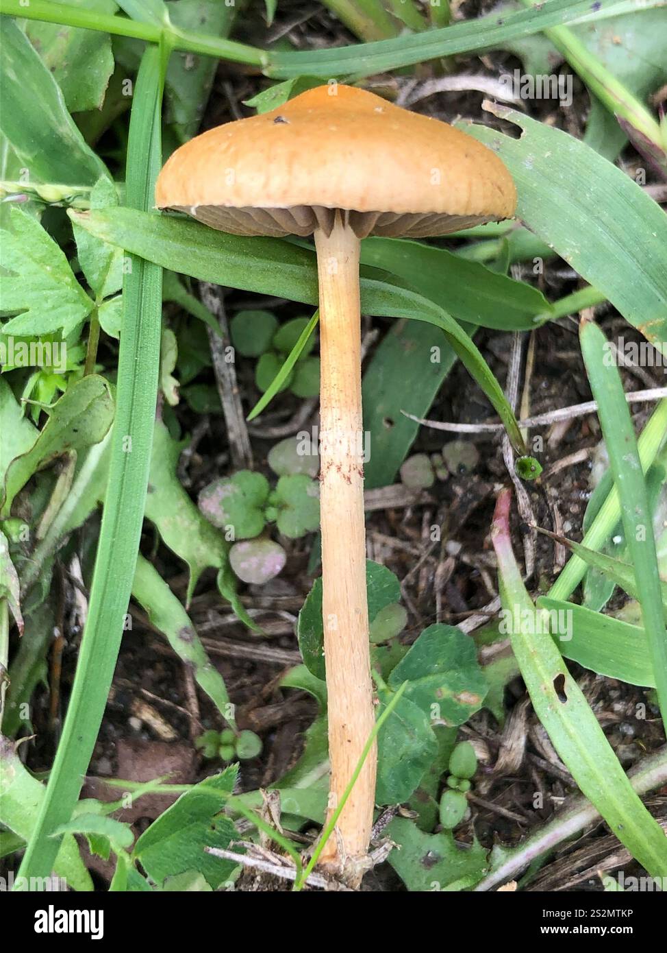 Common Fieldcap (Agrocybe pediades Stock Photo - Alamy