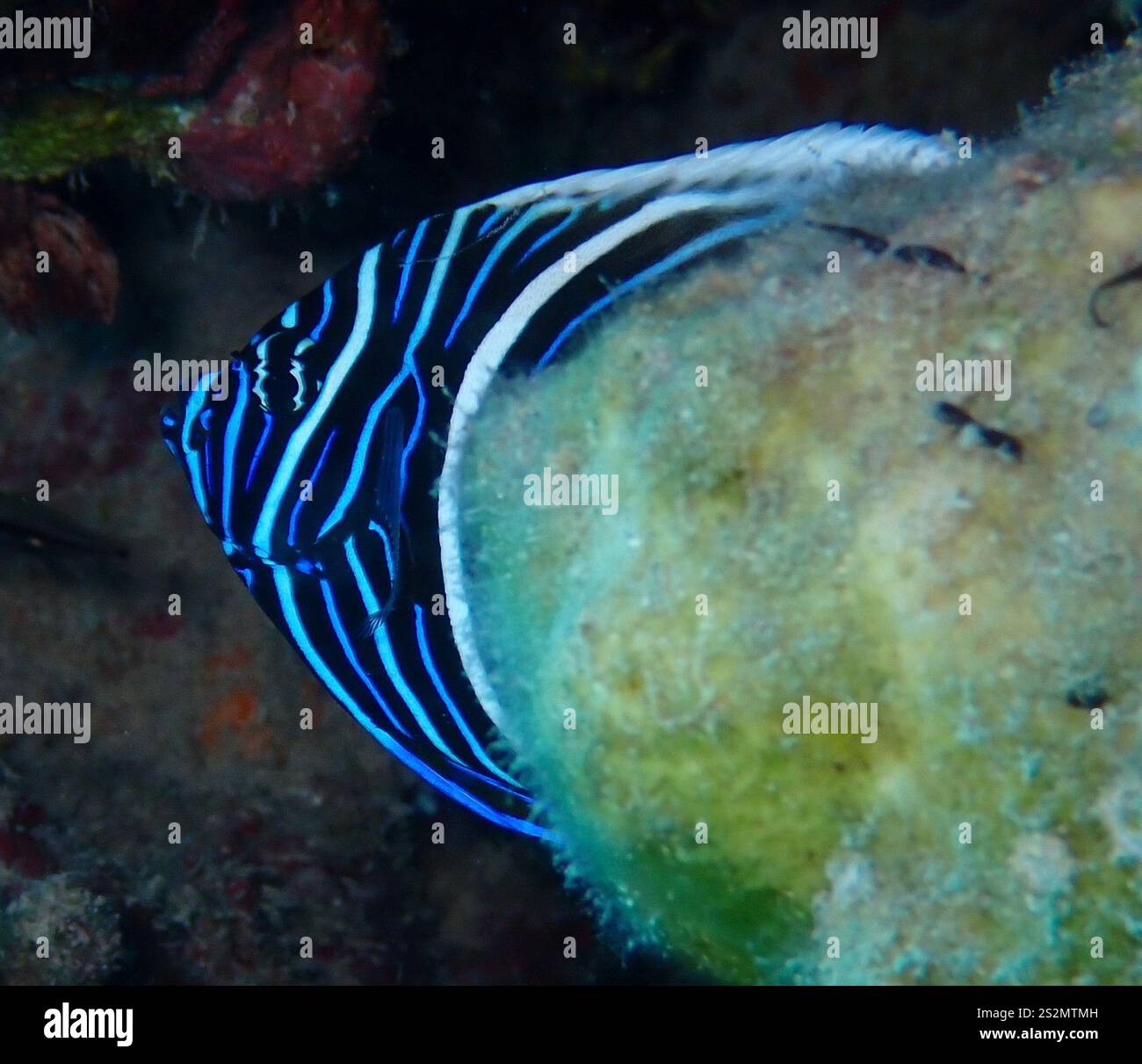 Emperor Angelfish (Pomacanthus imperator Stock Photo - Alamy