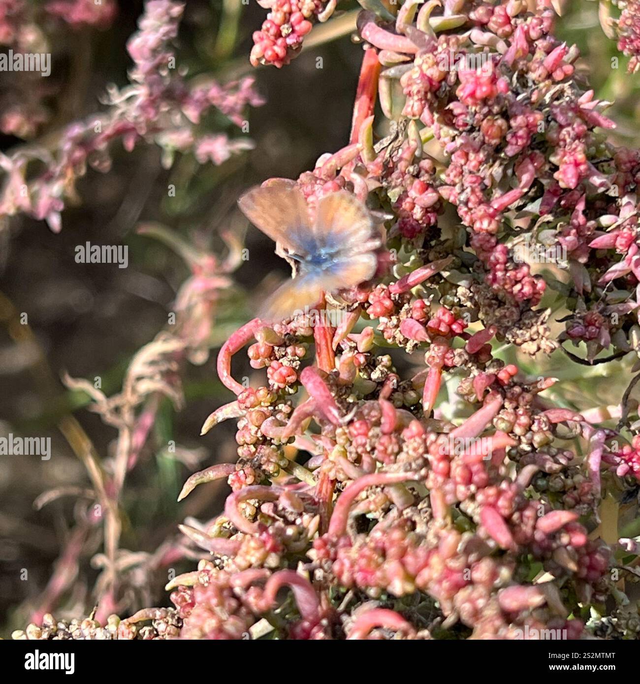 Western Pygmy-Blue (Brephidium exilis Stock Photo - Alamy