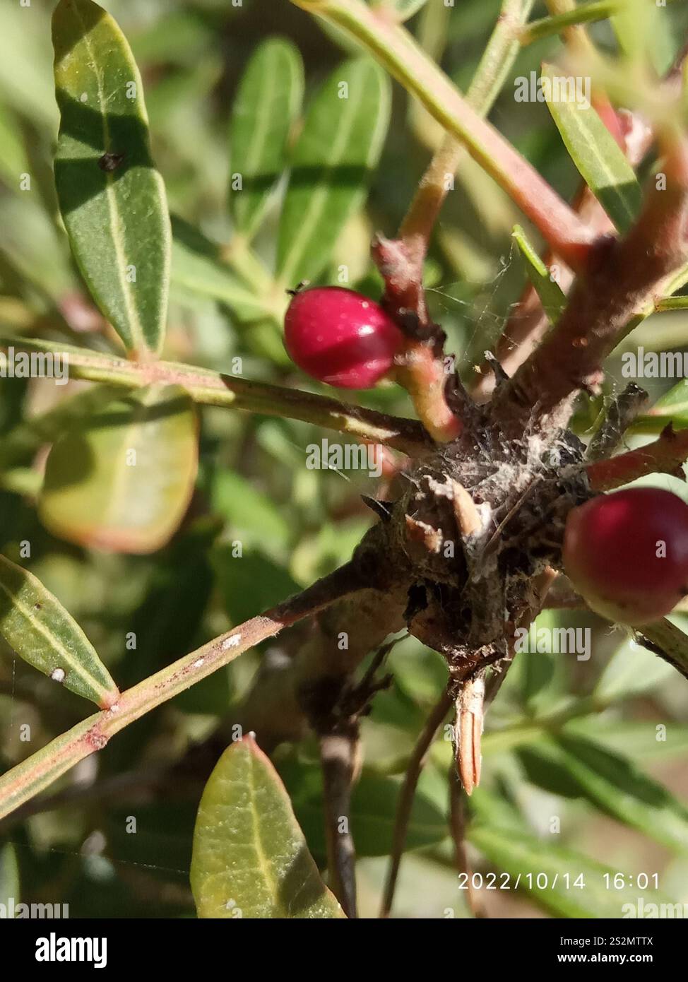 mastic (Pistacia lentiscus Stock Photo - Alamy