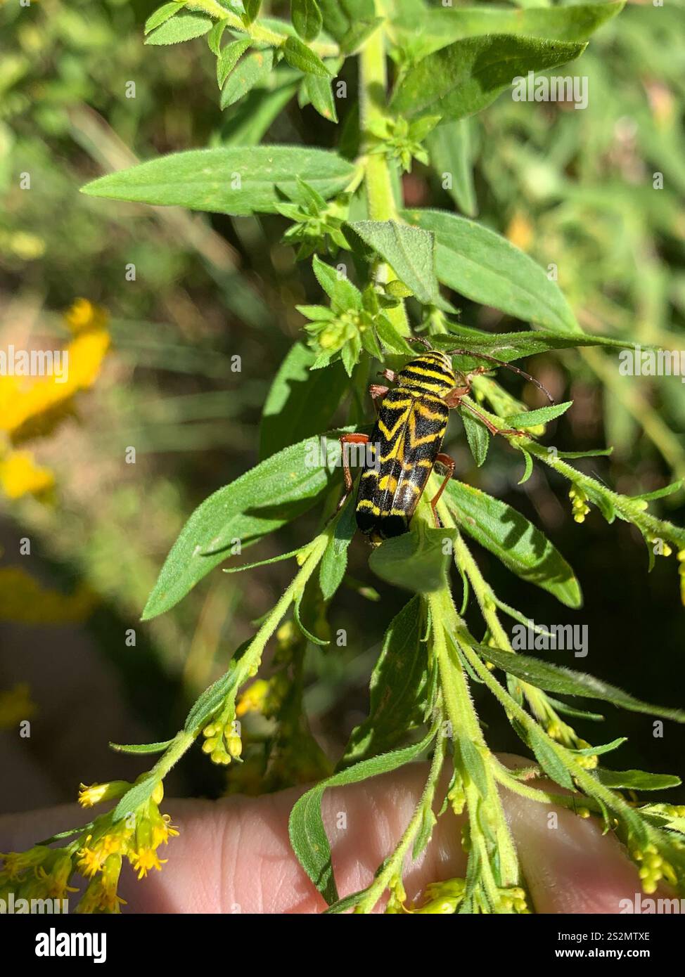 Locust Borer (Megacyllene robiniae Stock Photo - Alamy