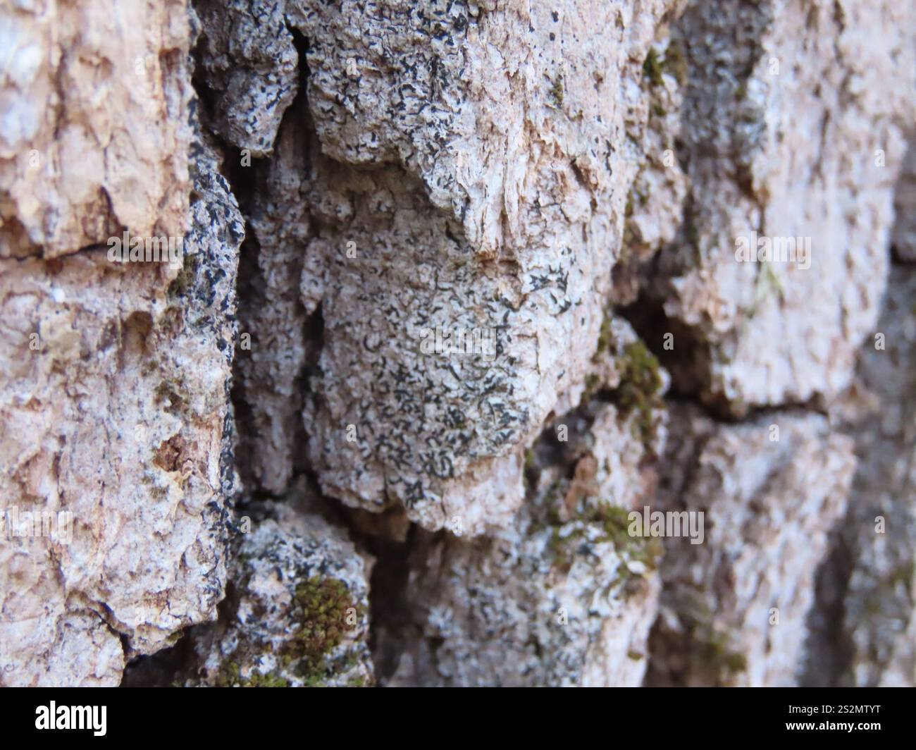 Common Script Lichen (Graphis scripta Stock Photo - Alamy