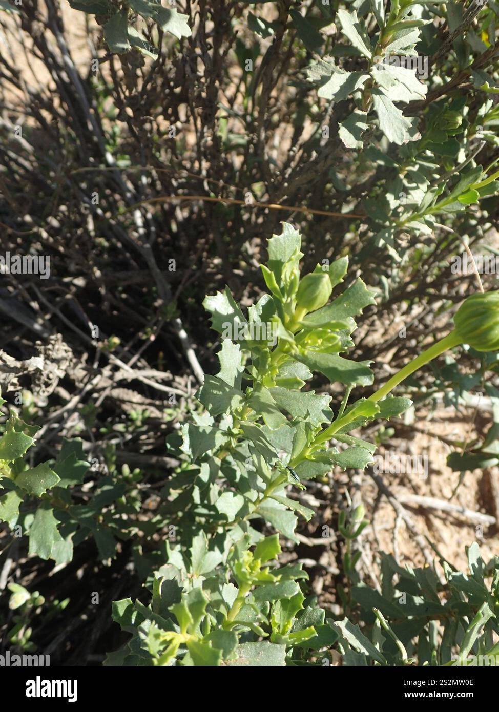 Sticky Rain Daisy (Dimorphotheca cuneata Stock Photo - Alamy
