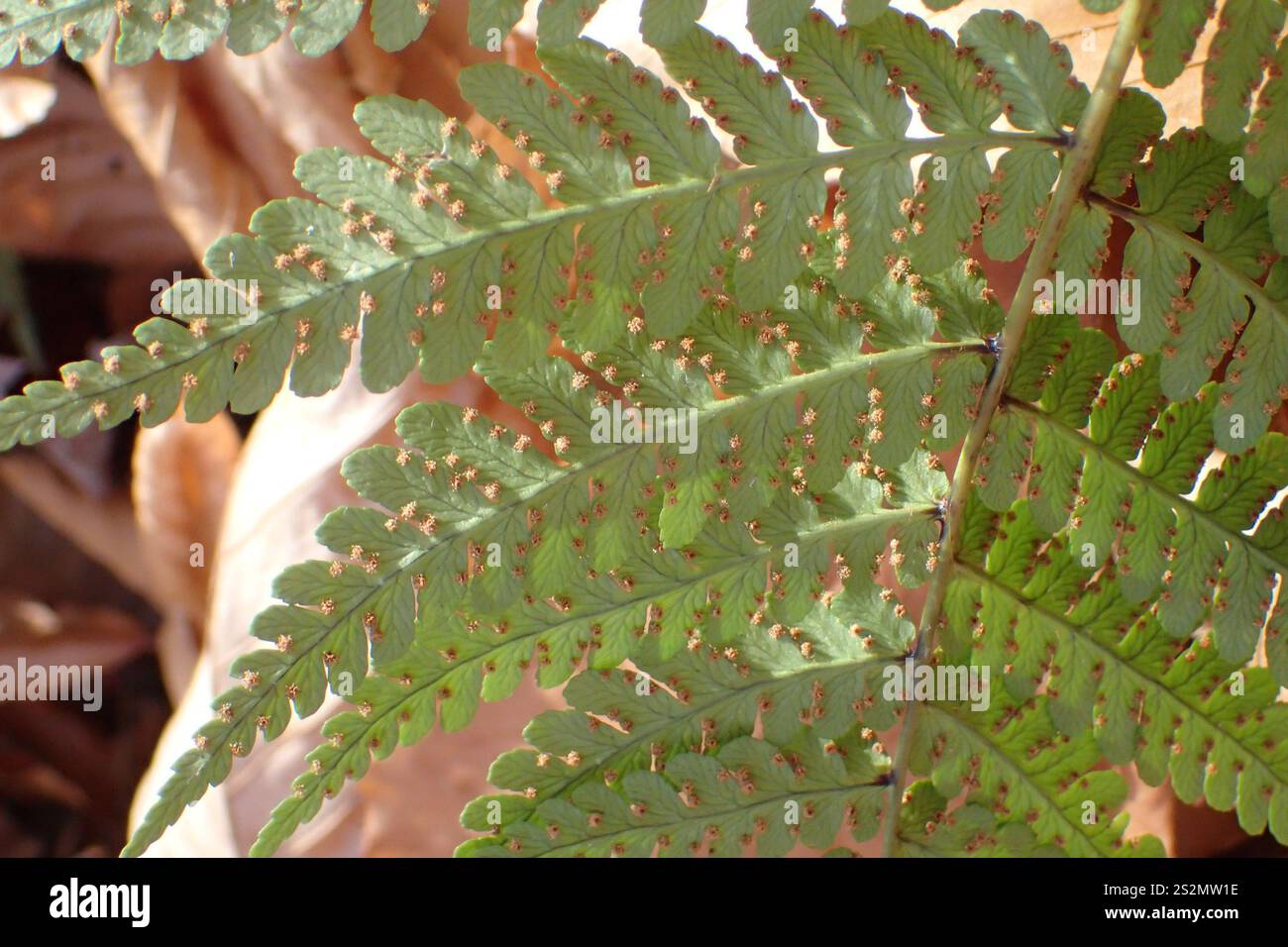 marginal wood fern (Dryopteris marginalis Stock Photo - Alamy