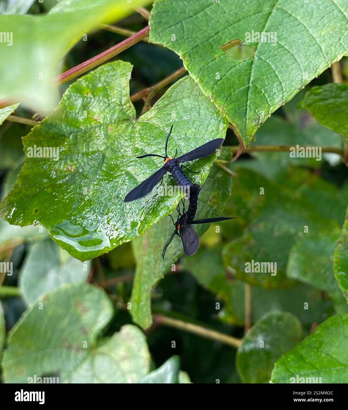 Grapeleaf Skeletonizer Moth (Harrisina americana Stock Photo - Alamy