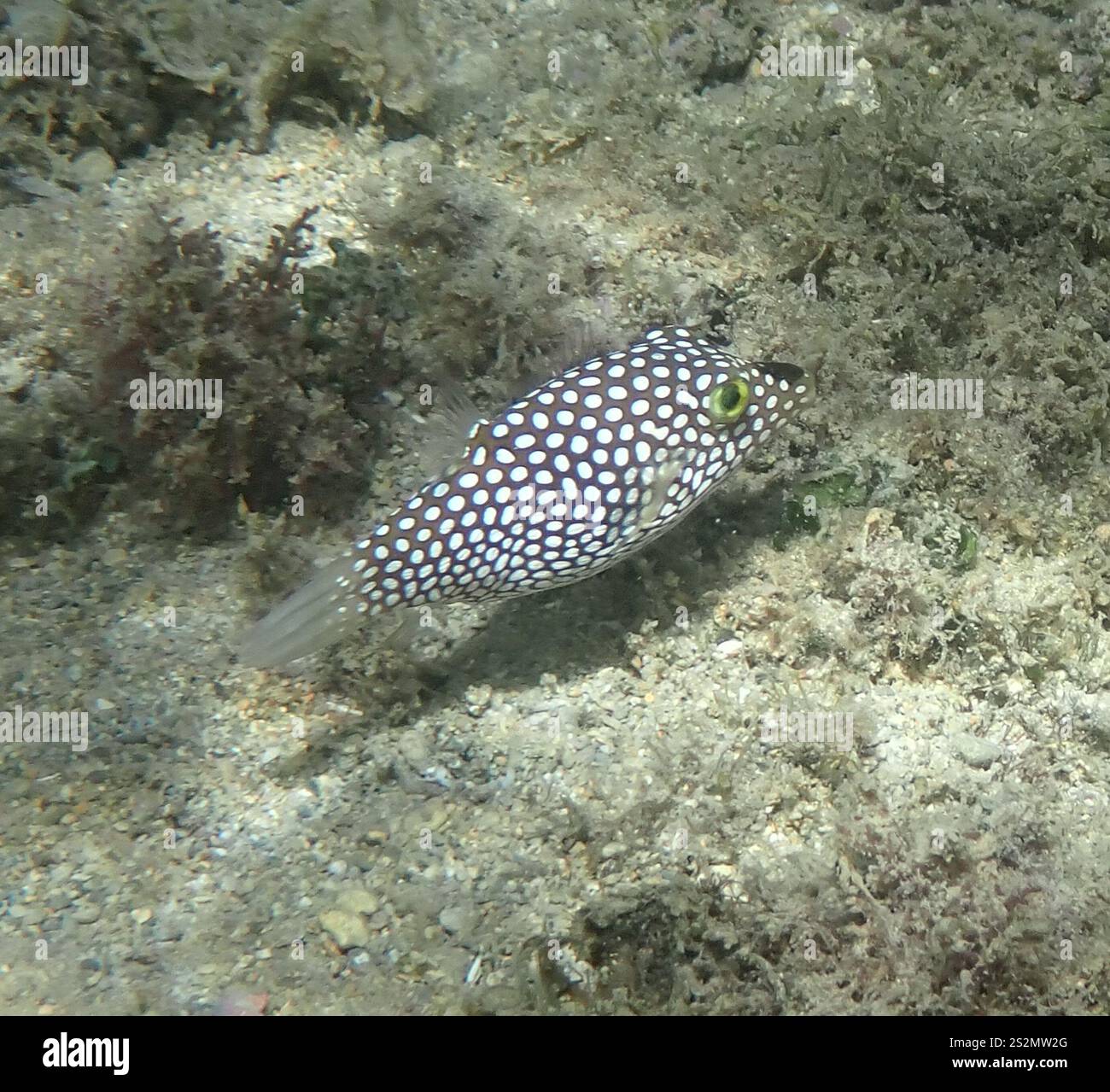 Hawaiian Spotted Toby (Canthigaster jactator Stock Photo - Alamy
