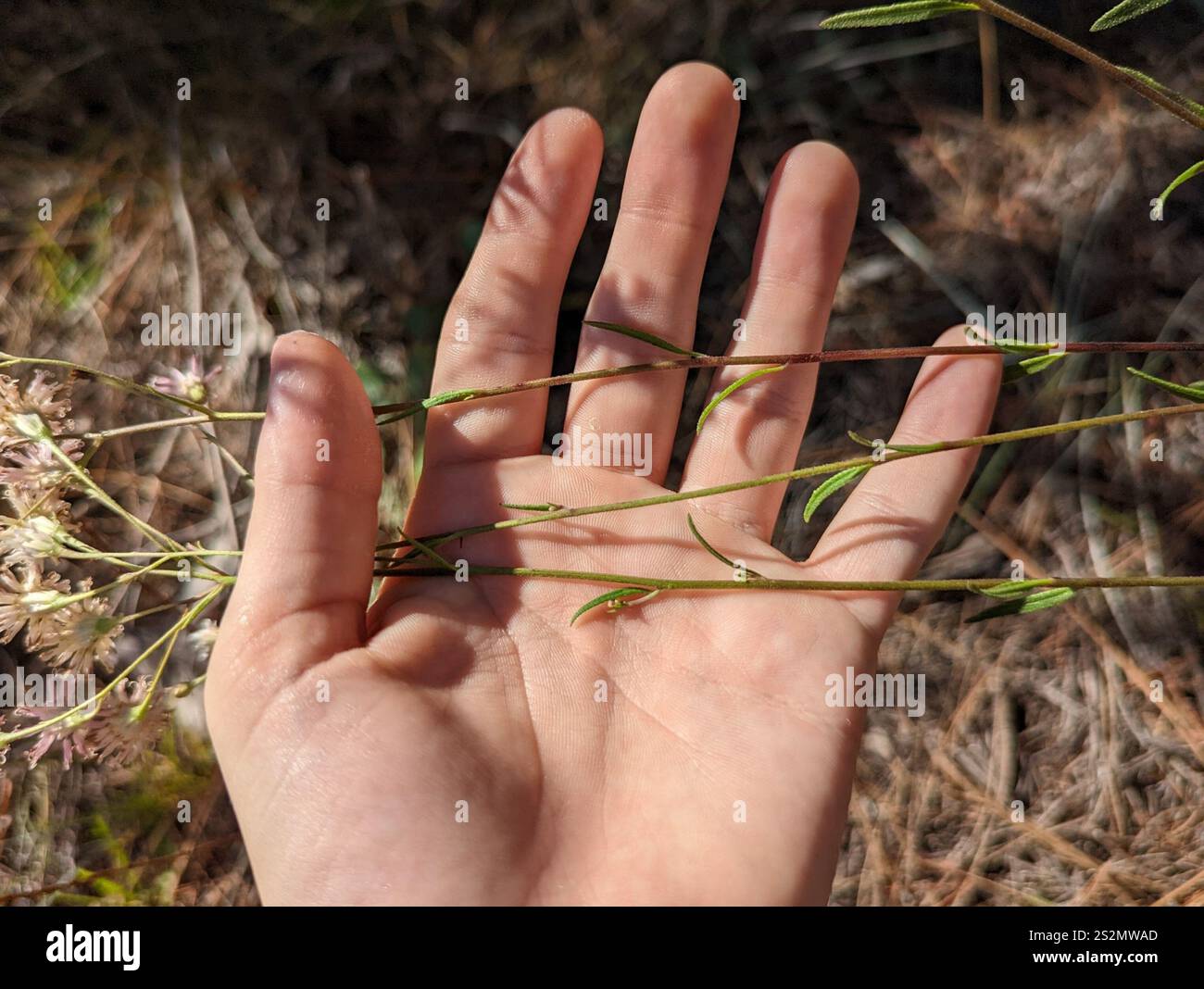Coastalplain Palafox (Palafoxia integrifolia Stock Photo - Alamy