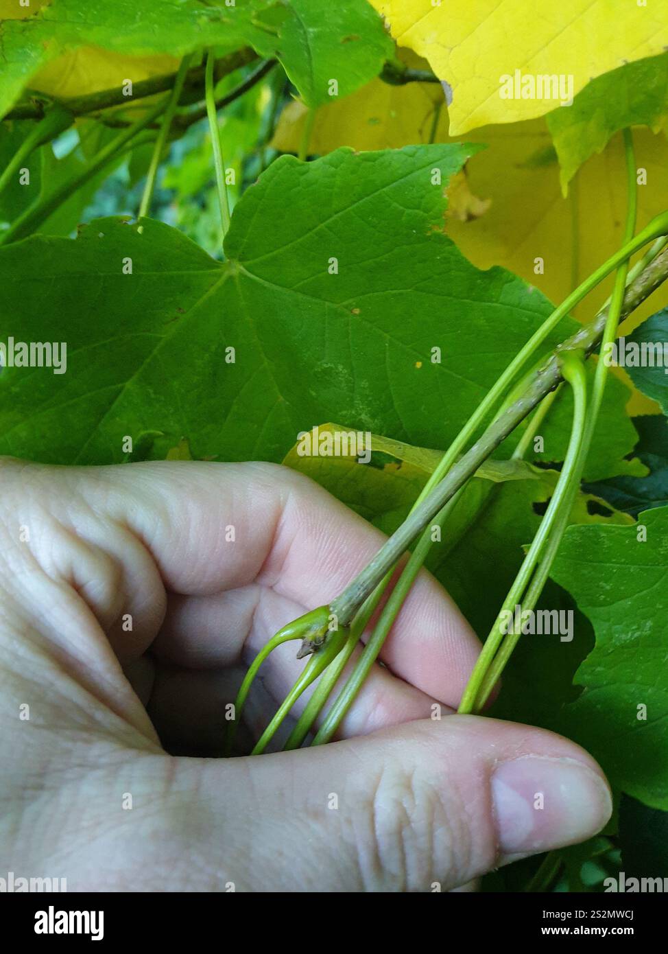 black maple (Acer nigrum Stock Photo - Alamy