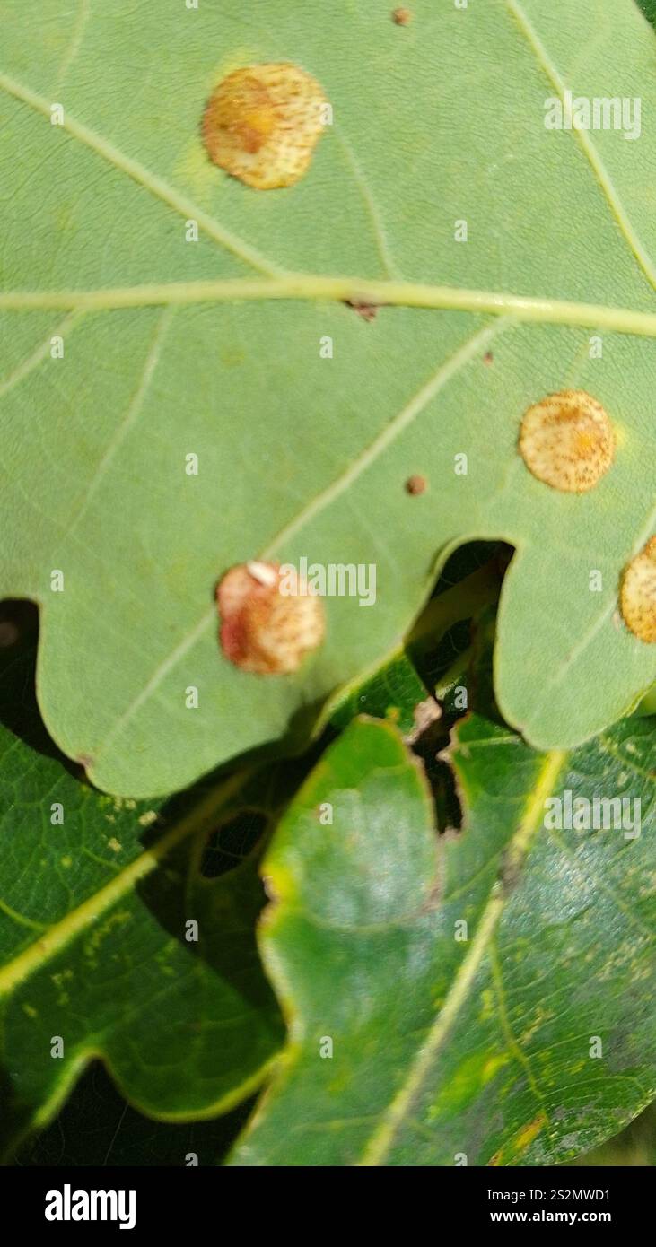 Common Spangle Gall Wasp (Neuroterus quercusbaccarum Stock Photo - Alamy