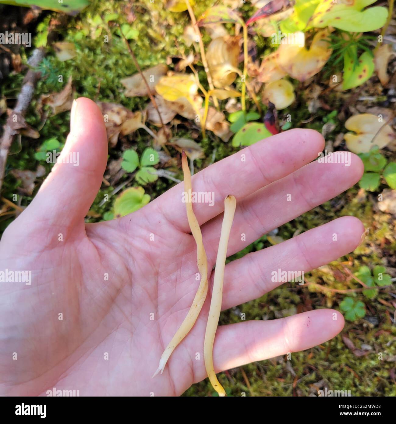 antler and spindle fungi (Clavariaceae Stock Photo - Alamy