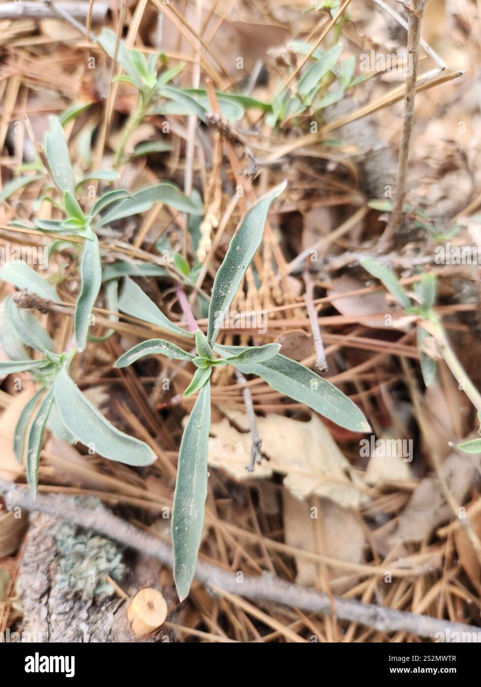 Bridges' penstemon (Penstemon rostriflorus Stock Photo - Alamy