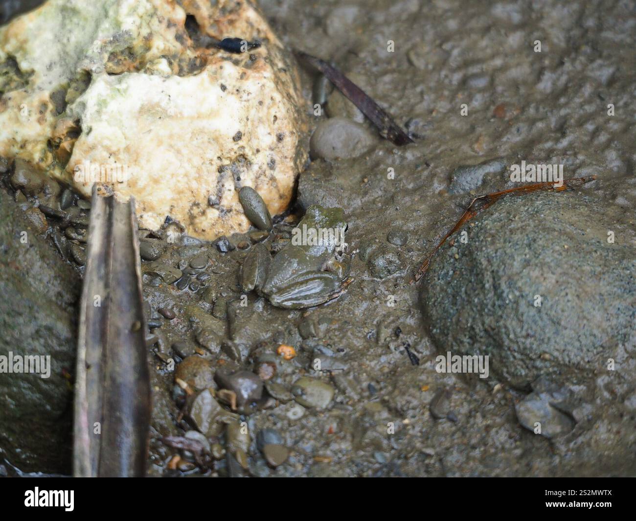Ota's stream tree frog (Buergeria otai Stock Photo - Alamy