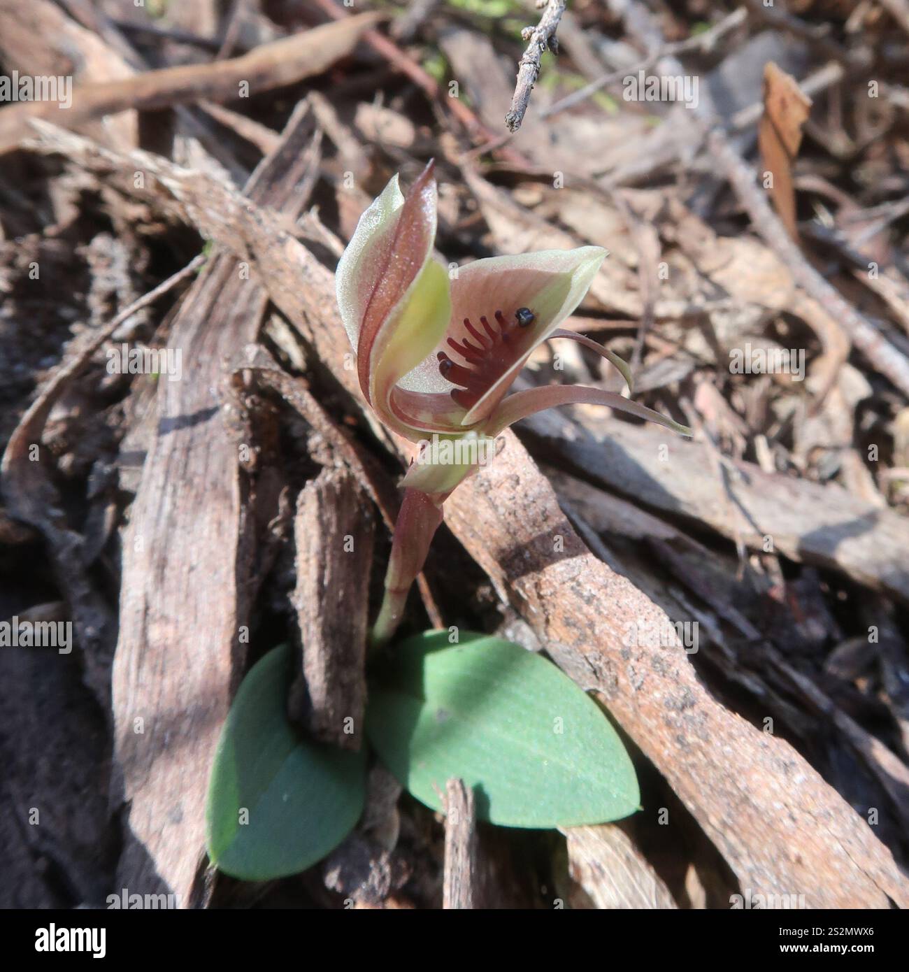 three-horned bird orchid (Chiloglottis triceratops Stock Photo - Alamy