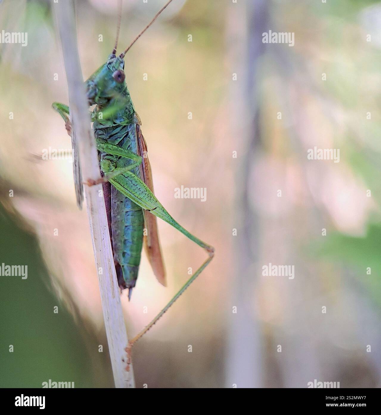 Long-winged Conehead (Conocephalus fuscus Stock Photo - Alamy