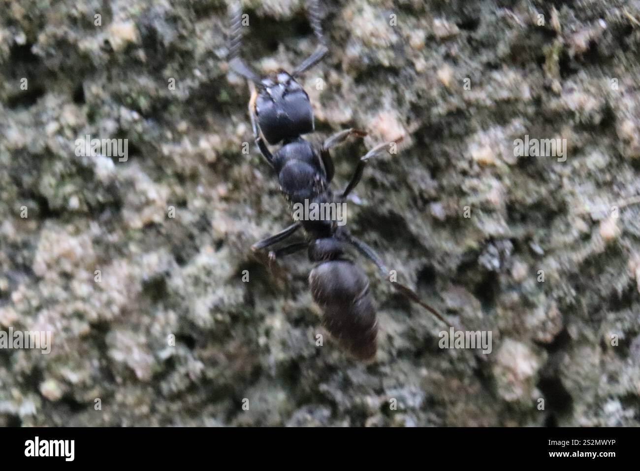 Pachycondyla Panther Ants (Pachycondyla Stock Photo - Alamy