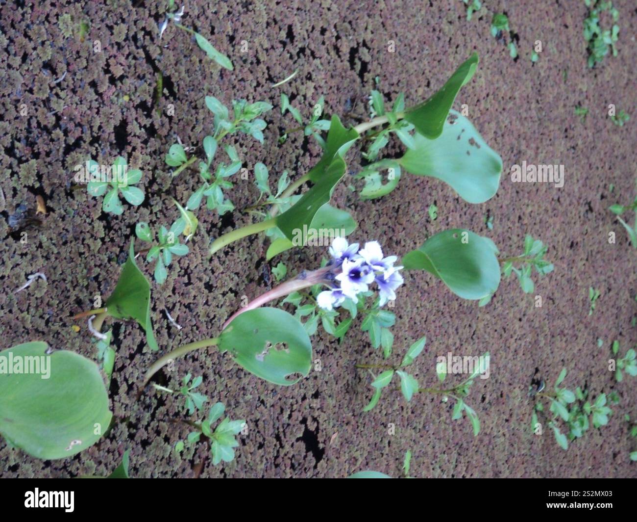 anchored water hyacinth (Pontederia azurea Stock Photo - Alamy